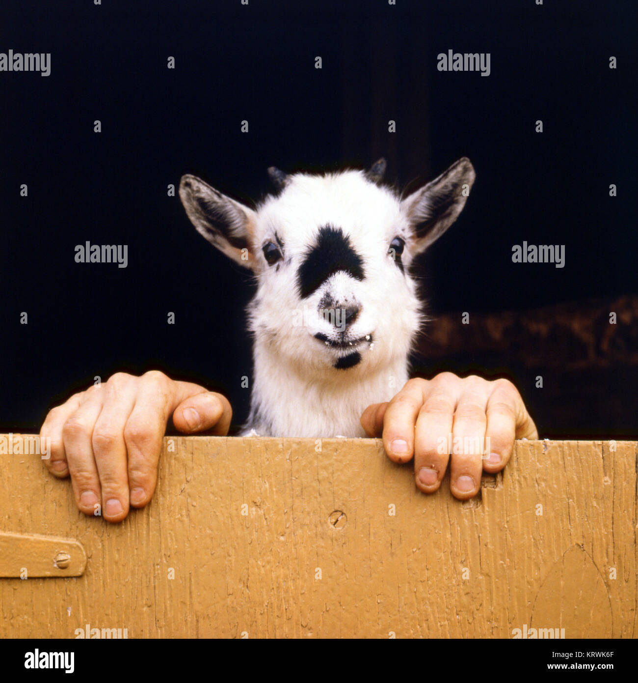 Goat with human hands, England, Great Britain Stock Photo - Alamy