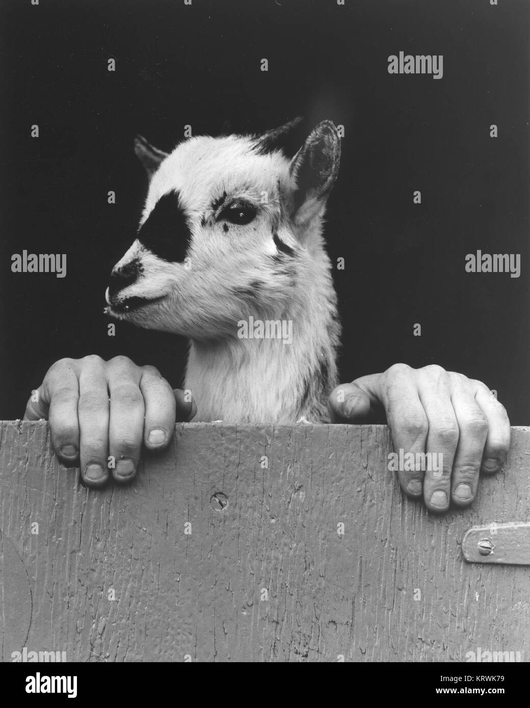 Hands human animal Black and White Stock Photos & Images - Alamy