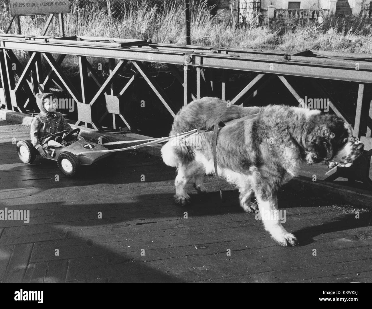 Dog pulls toy car with child, England, Great Britain Stock Photo - Alamy