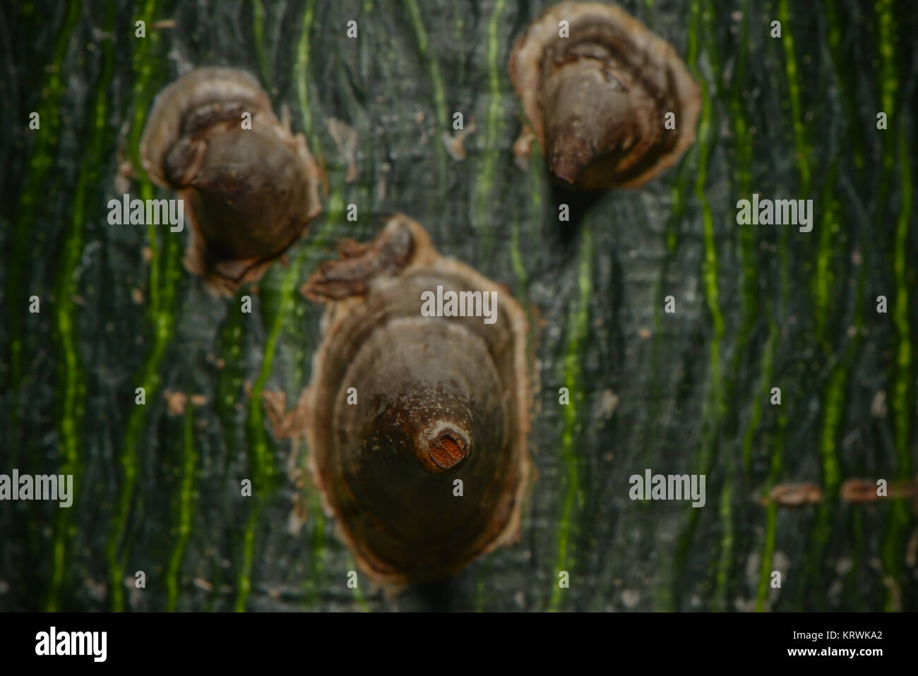 prickly jungle tree Stock Photo - Alamy