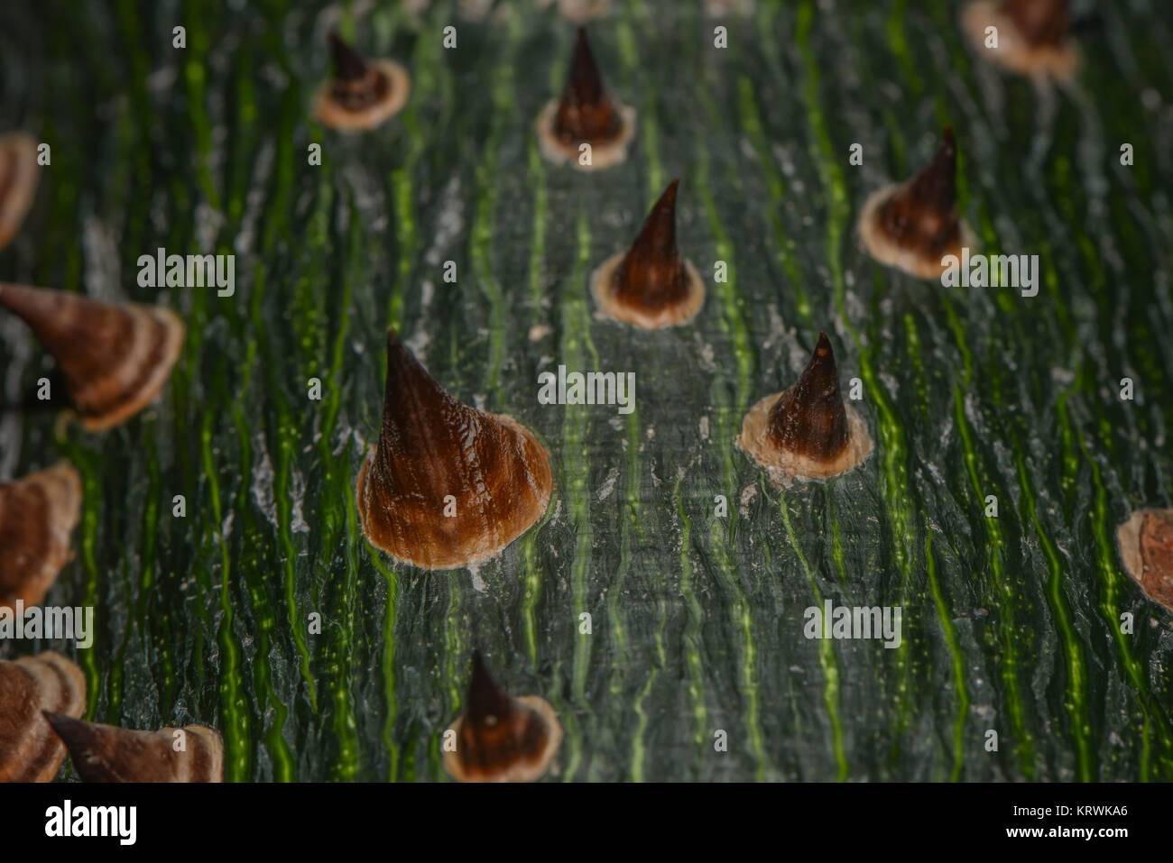 prickly jungle tree Stock Photo - Alamy
