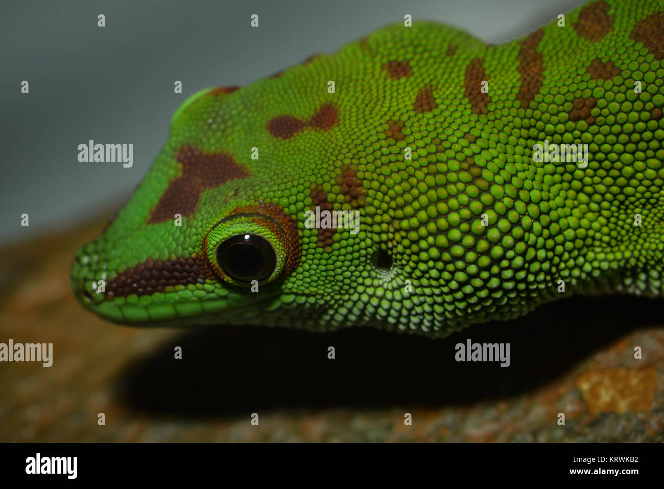 closeup of a turquoise dwarf gecko Stock Photo - Alamy