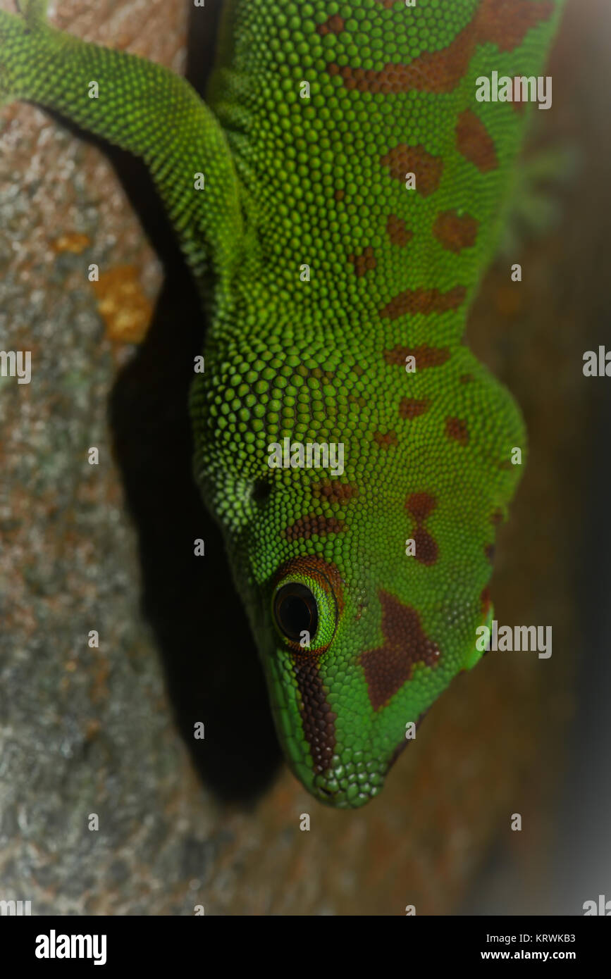 closeup of a turquoise dwarf gecko Stock Photo - Alamy