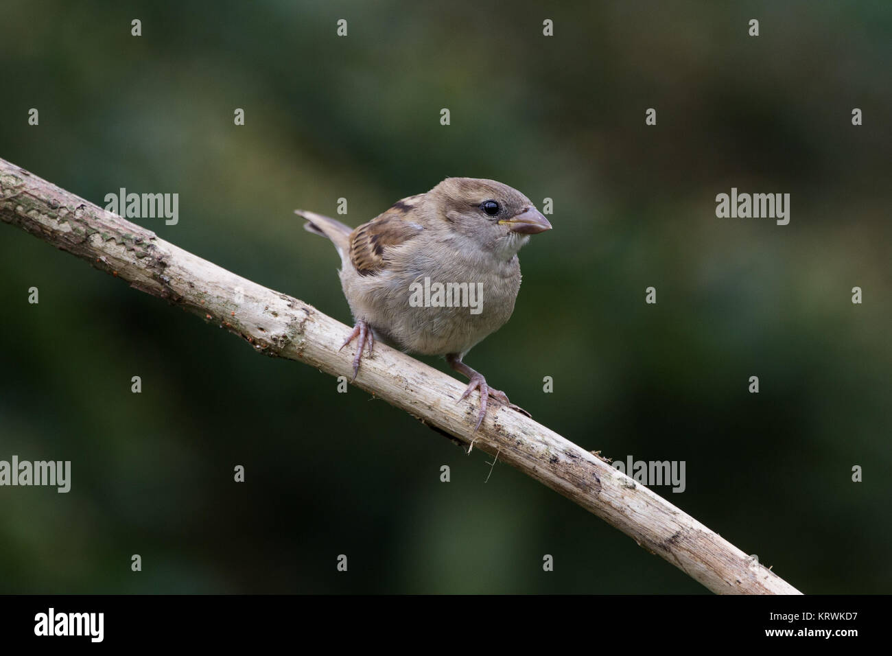 Female House Sparrow (Passer Domesticus Stock Photo - Alamy