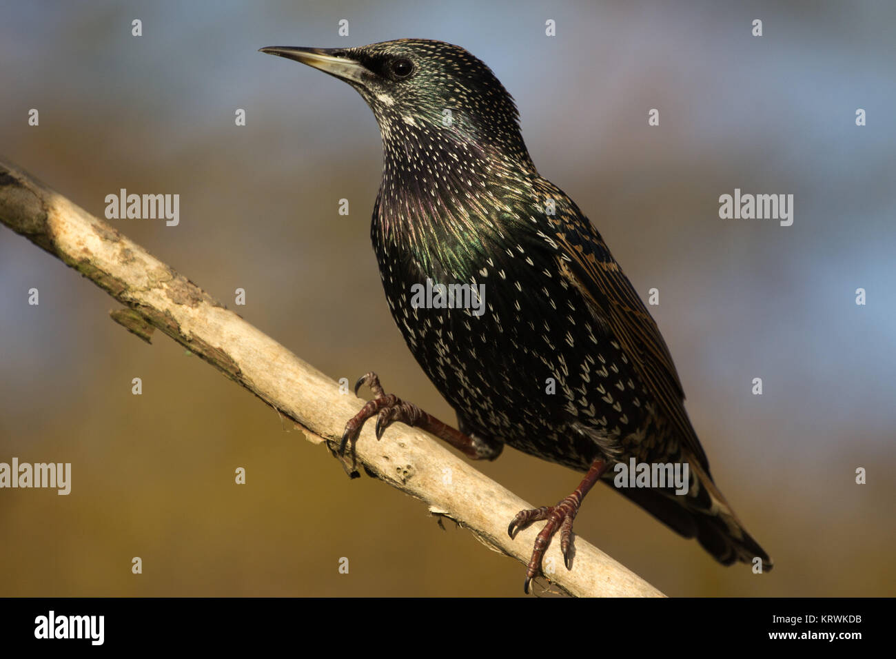 Starling On Perch Stock Photo - Alamy