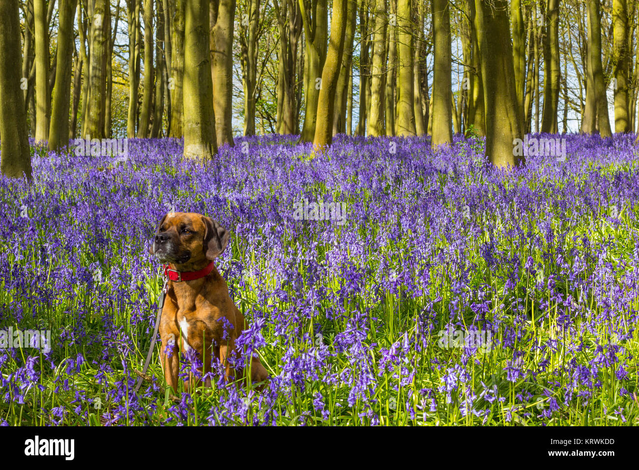 Cute Dog Animal Pet Sat Laying in Picture Stock Photo - Alamy