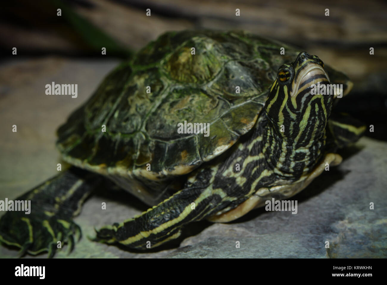 water turtle while warming up Stock Photo - Alamy