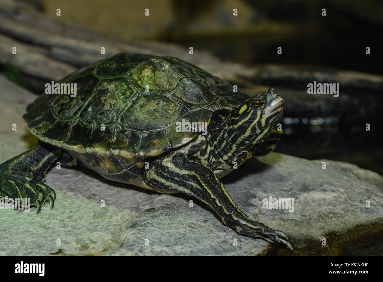 water turtle while warming up Stock Photo - Alamy