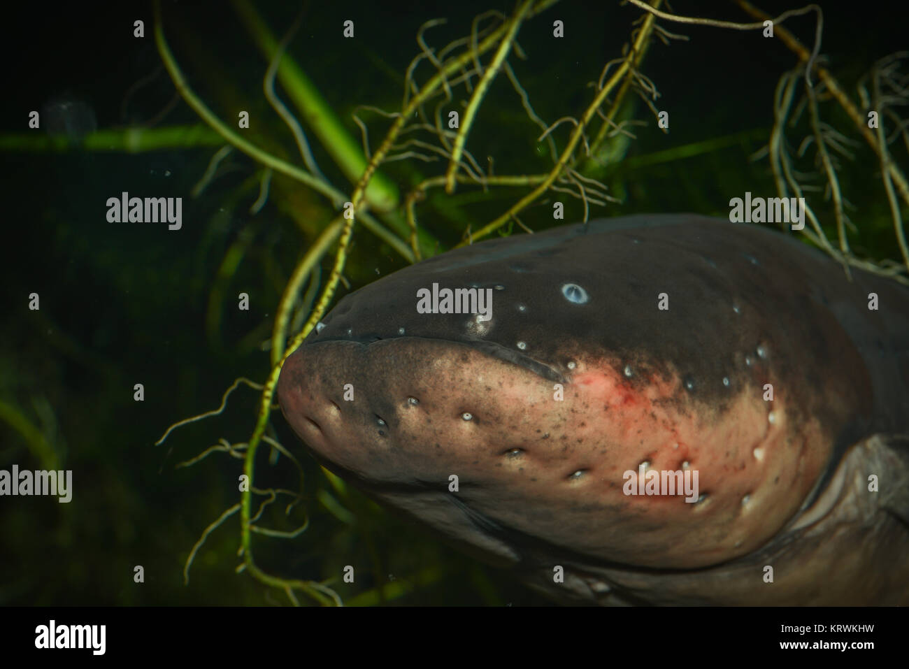head of a shivering room Stock Photo - Alamy