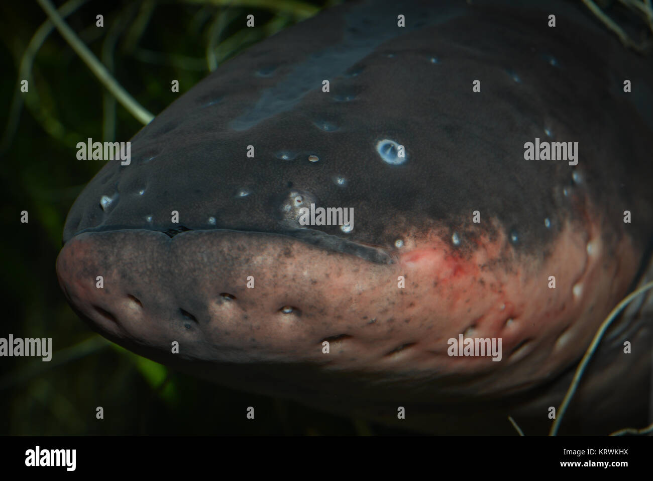 head of a shivering room Stock Photo - Alamy