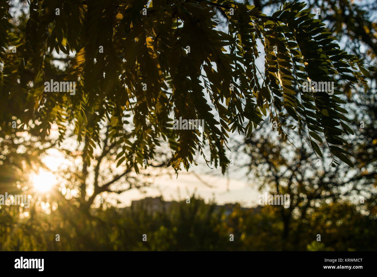 Beautiful romantic autumn with bright trees and sunlight. Through the trees the rays of sunset ...