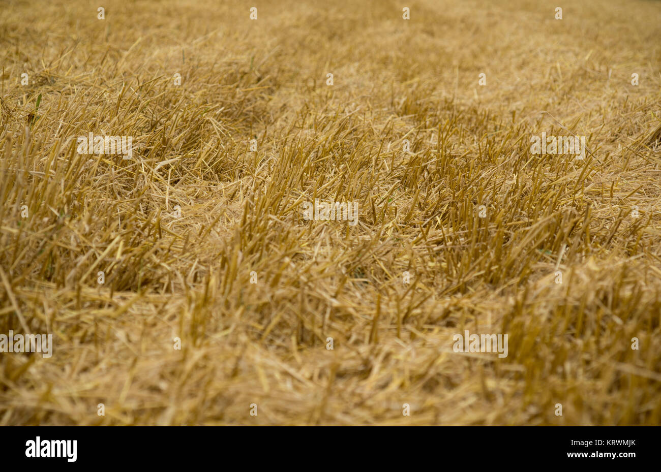 stubble field after harvest Stock Photo - Alamy
