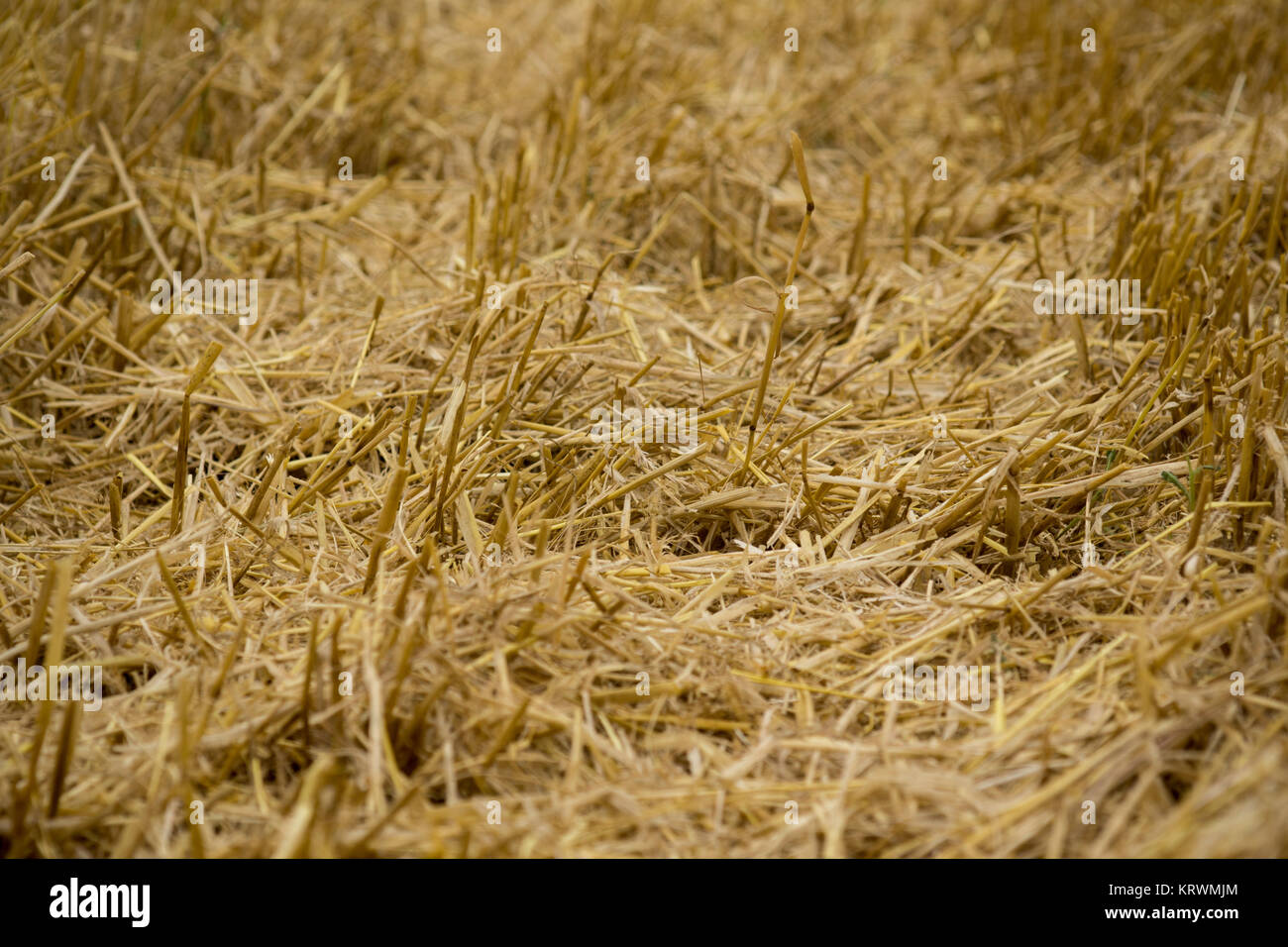 stubble field after harvest Stock Photo - Alamy