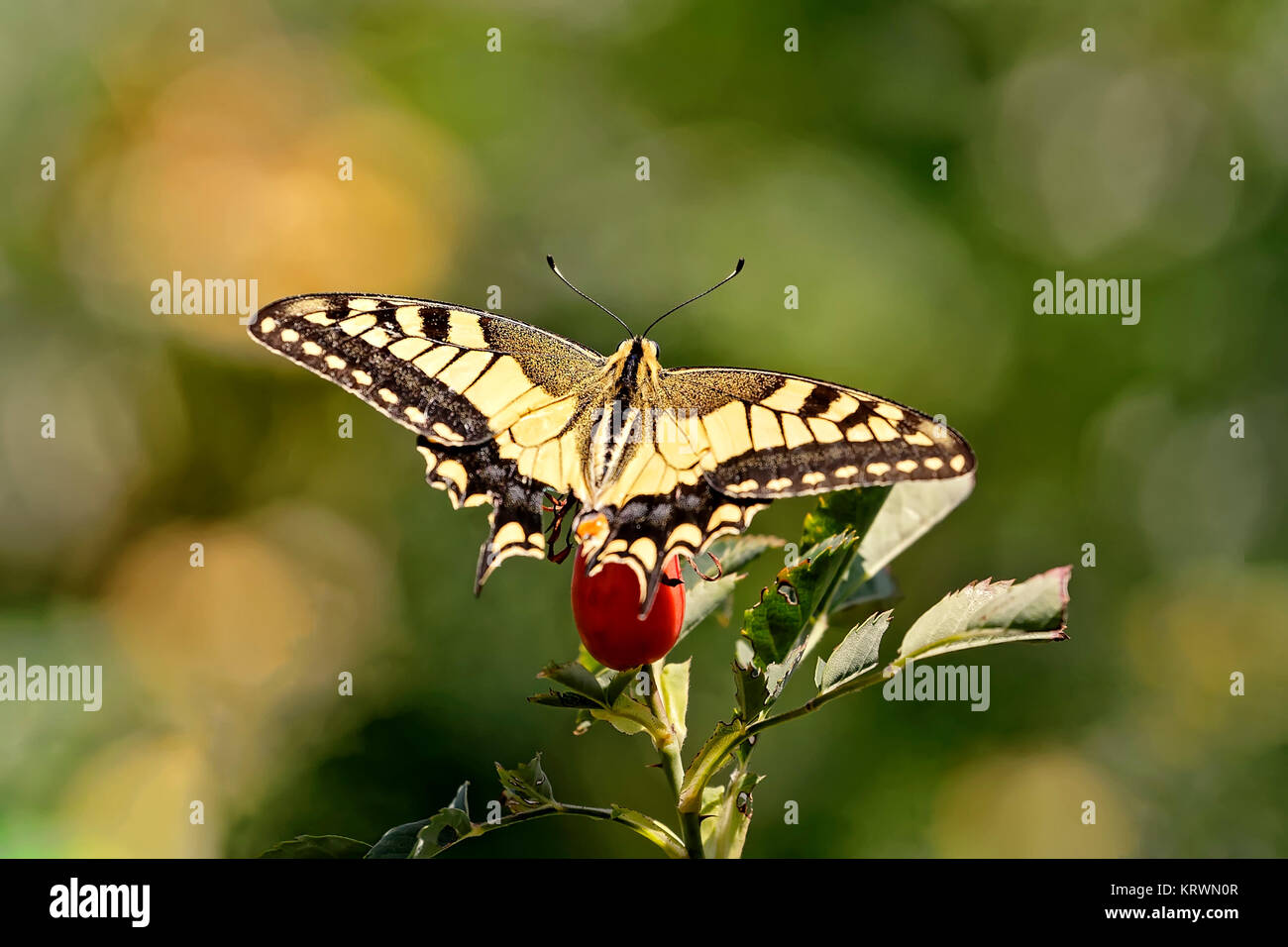 Butterfly italy hi-res stock photography and images - Alamy