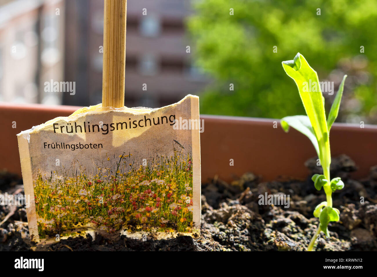 Sowing flower seeds hi-res stock photography and images - Alamy