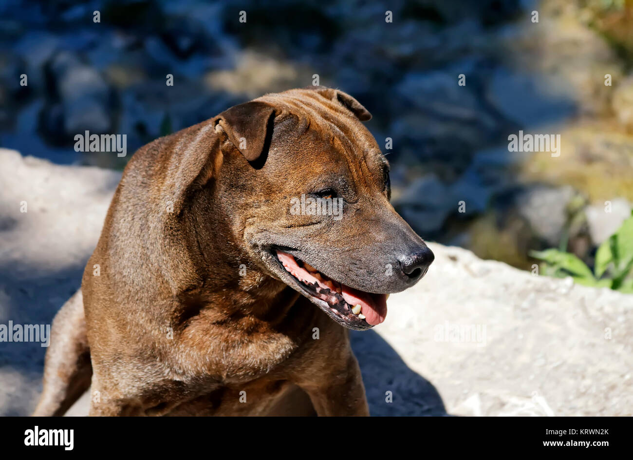 Attack dog hi-res stock photography and images - Alamy