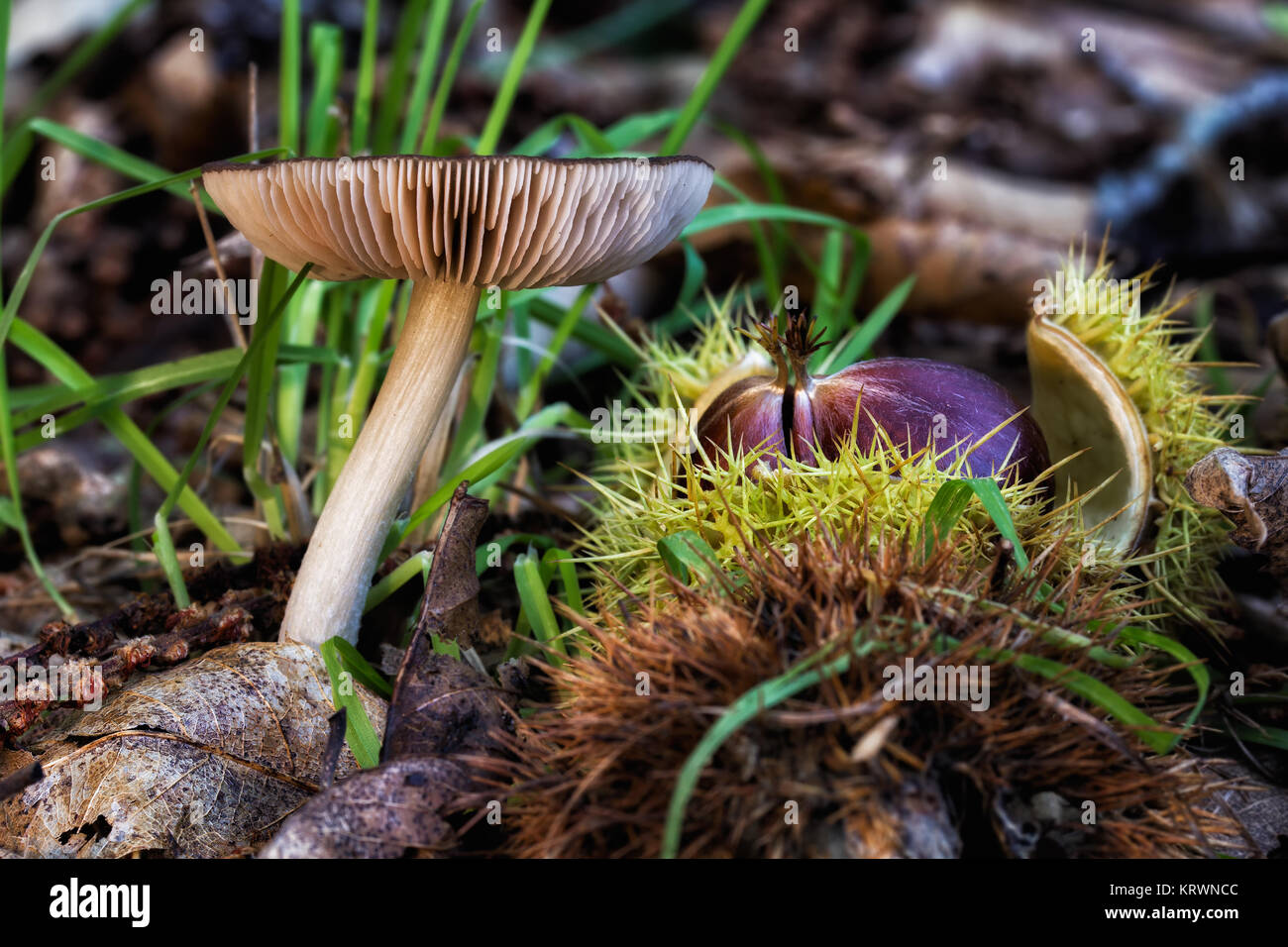 Seta hongo mushroom hi-res stock photography and images - Alamy