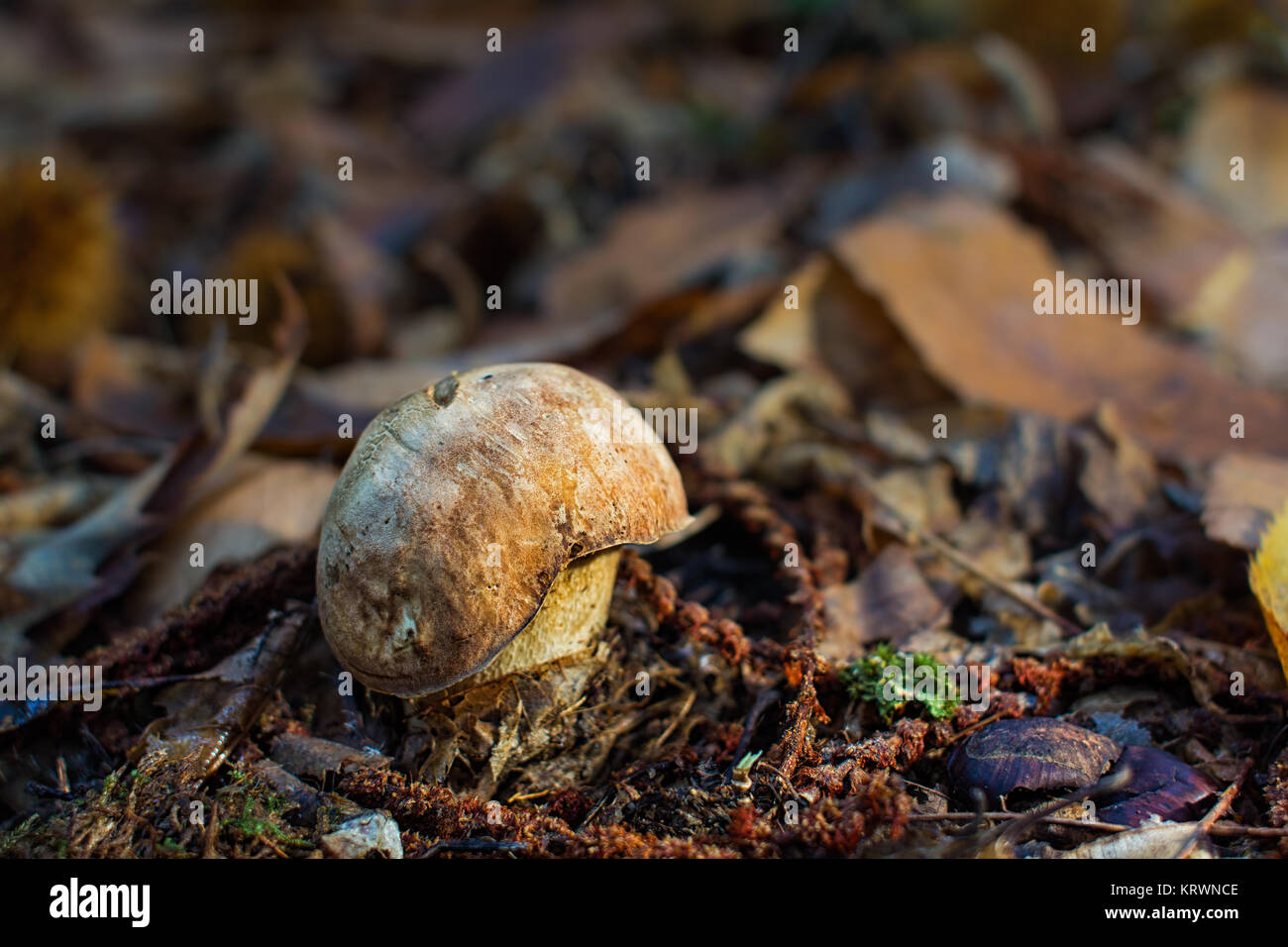 Seta hongo mushroom hi-res stock photography and images - Alamy