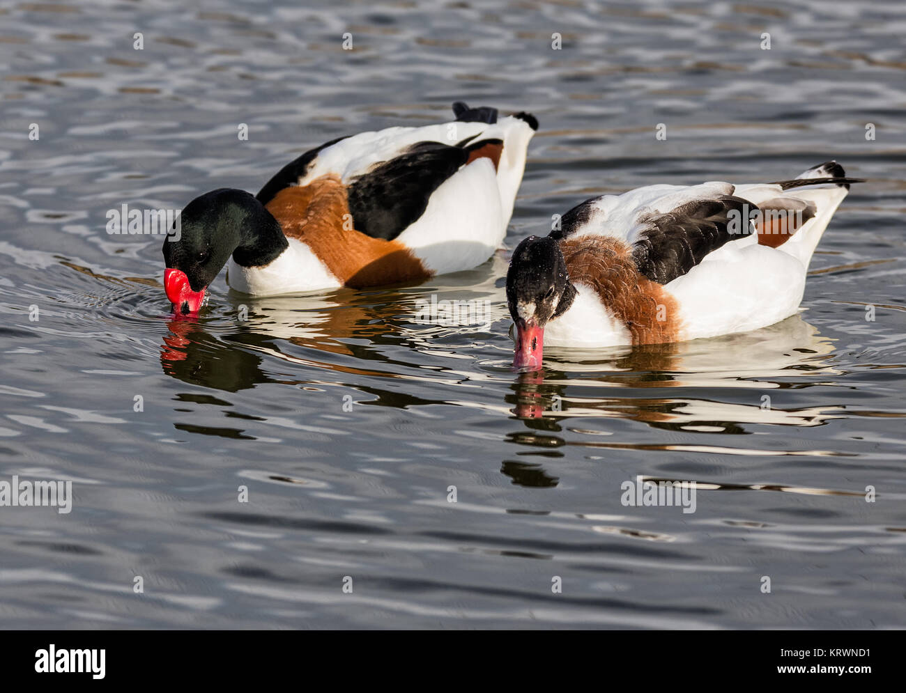Pato real macho blanco hi-res stock photography and images - Alamy