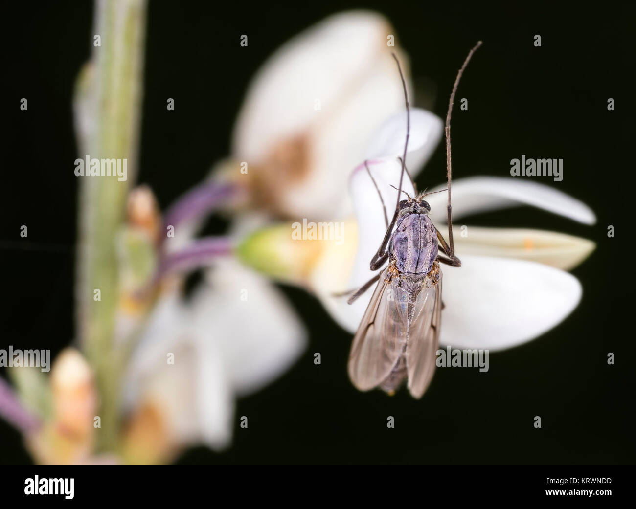 Invertebrados invertebrados hi-res stock photography and images - Alamy