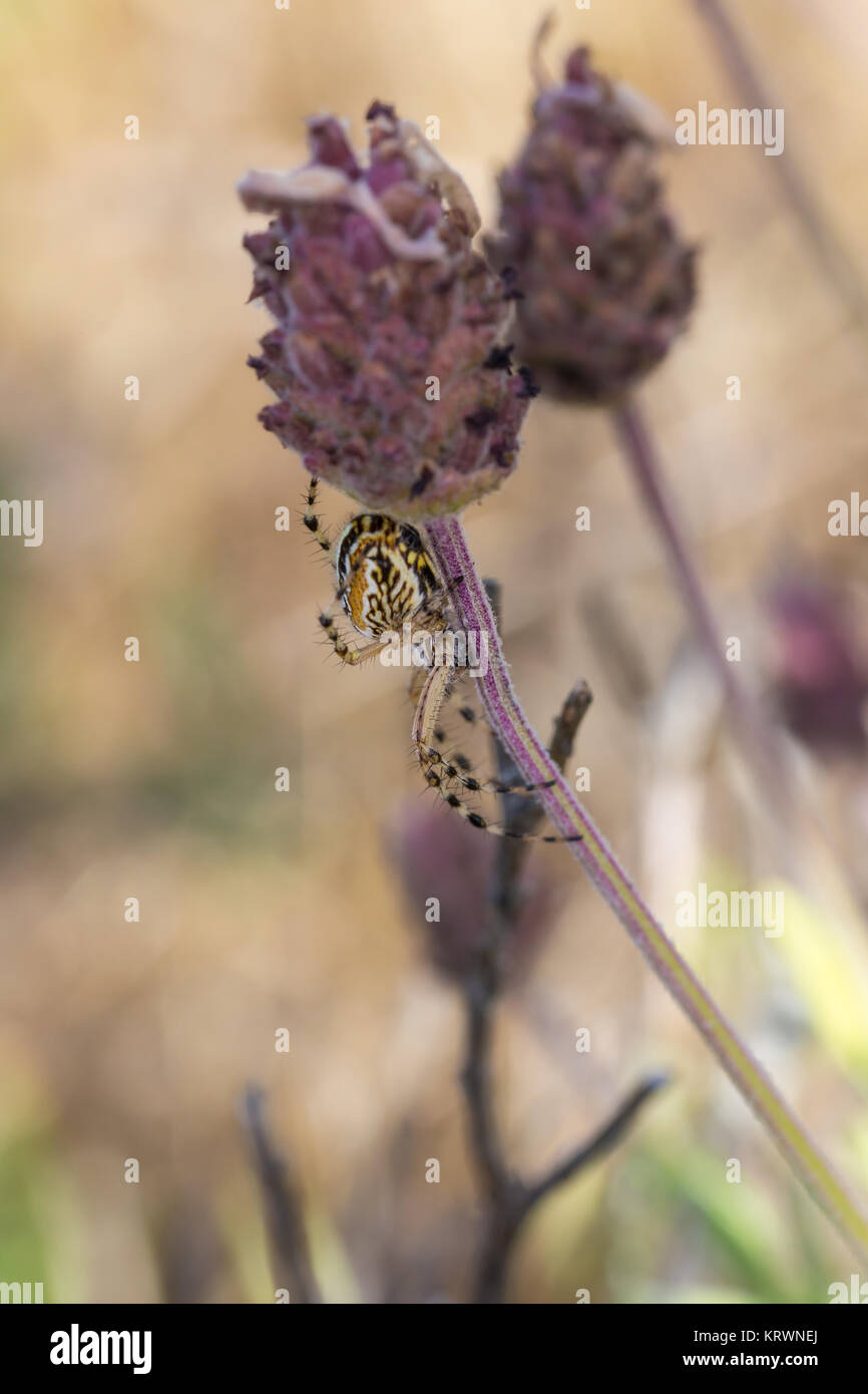 Spider in their natural environment Stock Photo - Alamy
