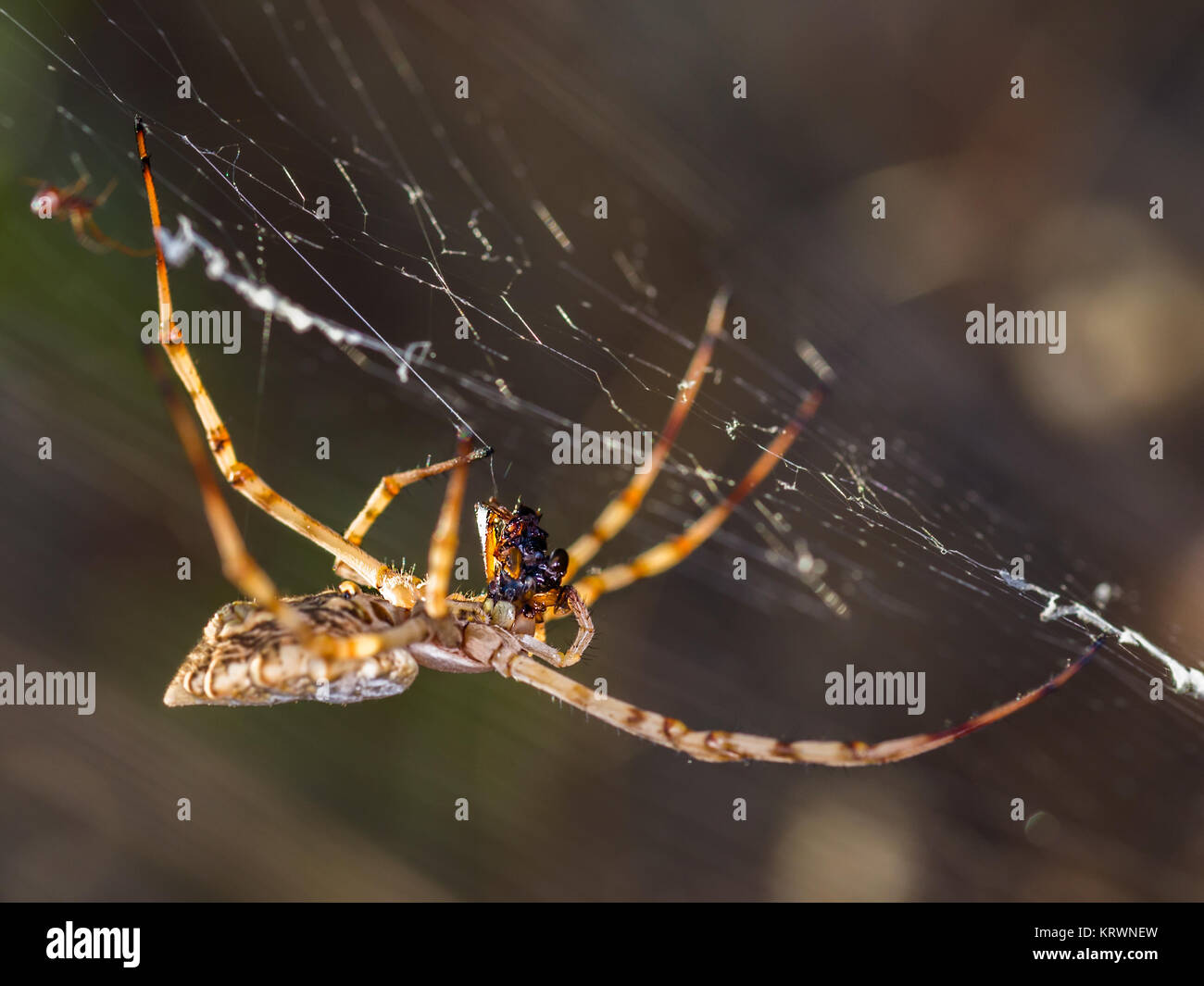 Close up insecto hi-res stock photography and images - Alamy
