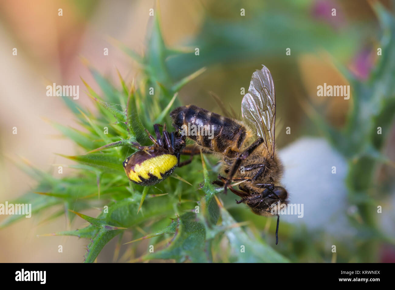 Spider hunting a bee Stock Photo - Alamy