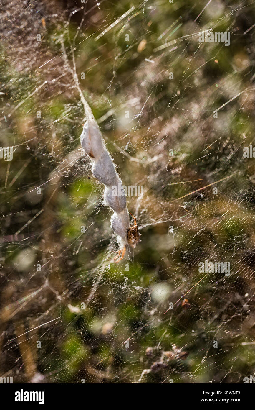Nursery web spider nest hi-res stock photography and images - Alamy