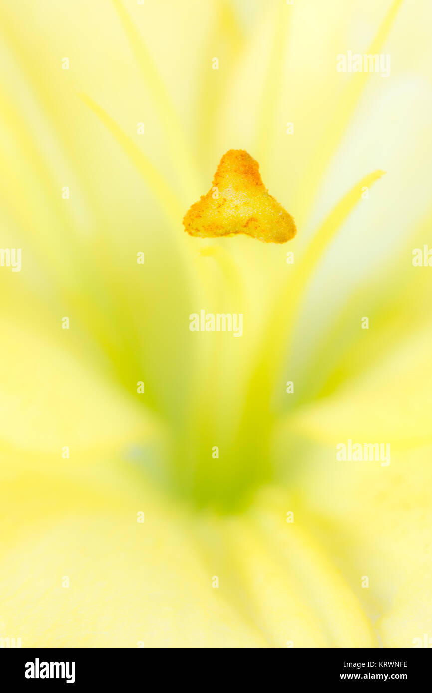 Fecundacion hi-res stock photography and images - Alamy