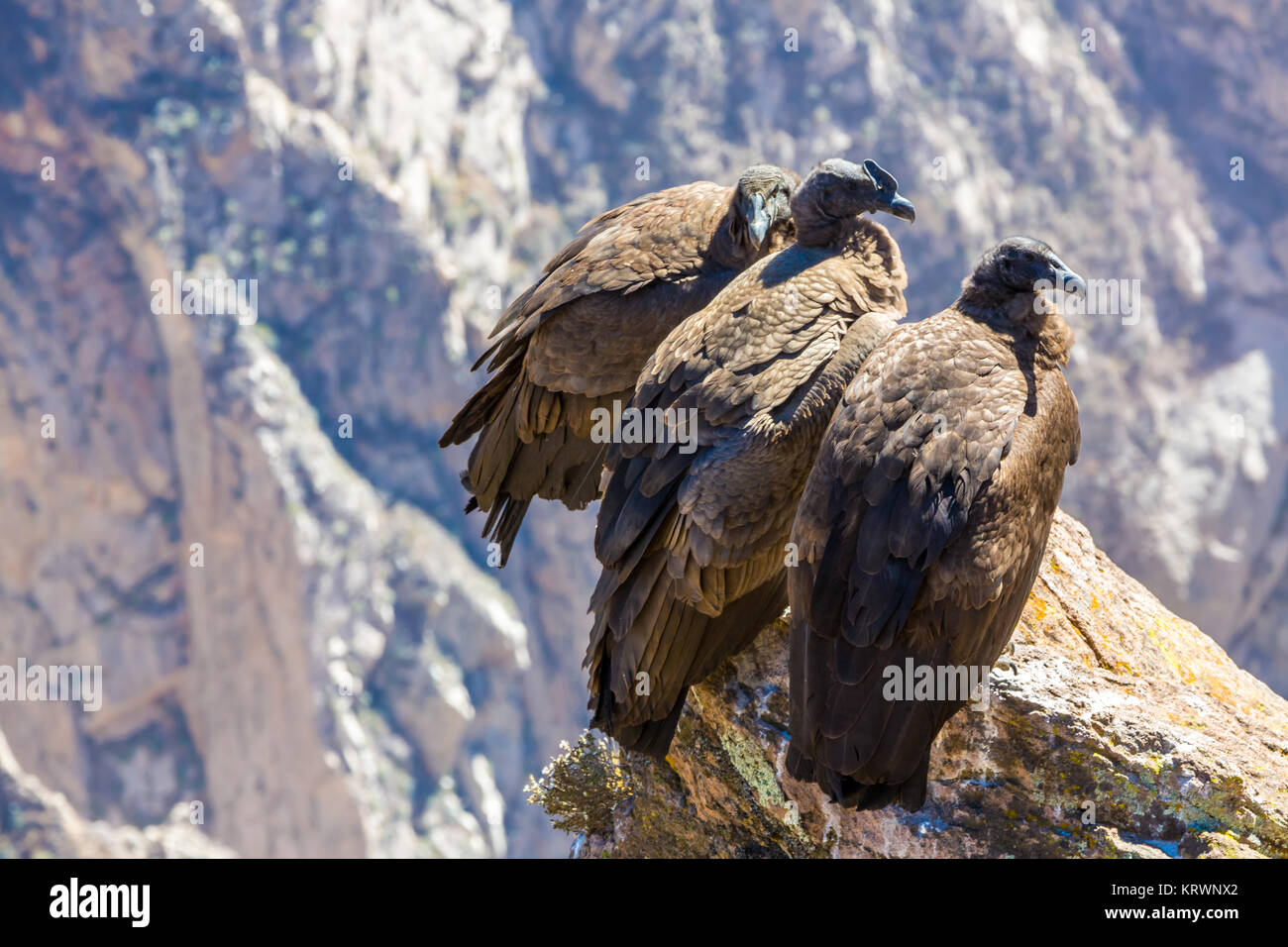 Three Condors at Colca canyon sitting,Peru,South America. This is a ...