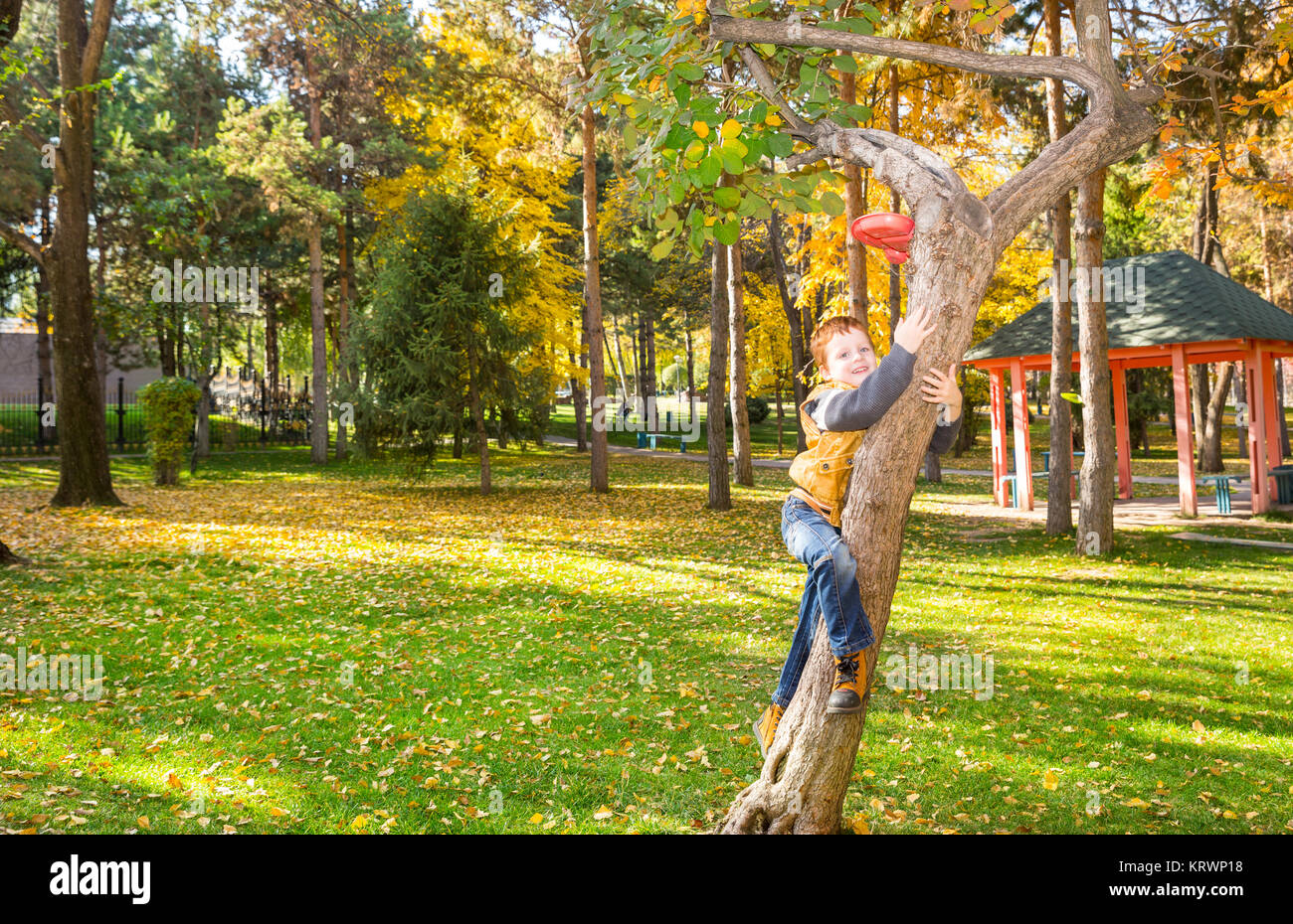 Autumn portrait of beautiful child. Happy little boy on the tree in the ...