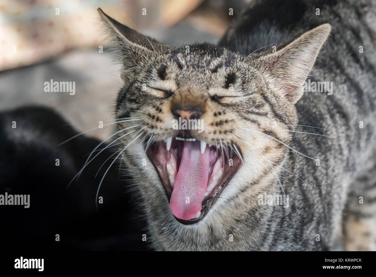 Cat meowing, mouth open Stock Photo - Alamy