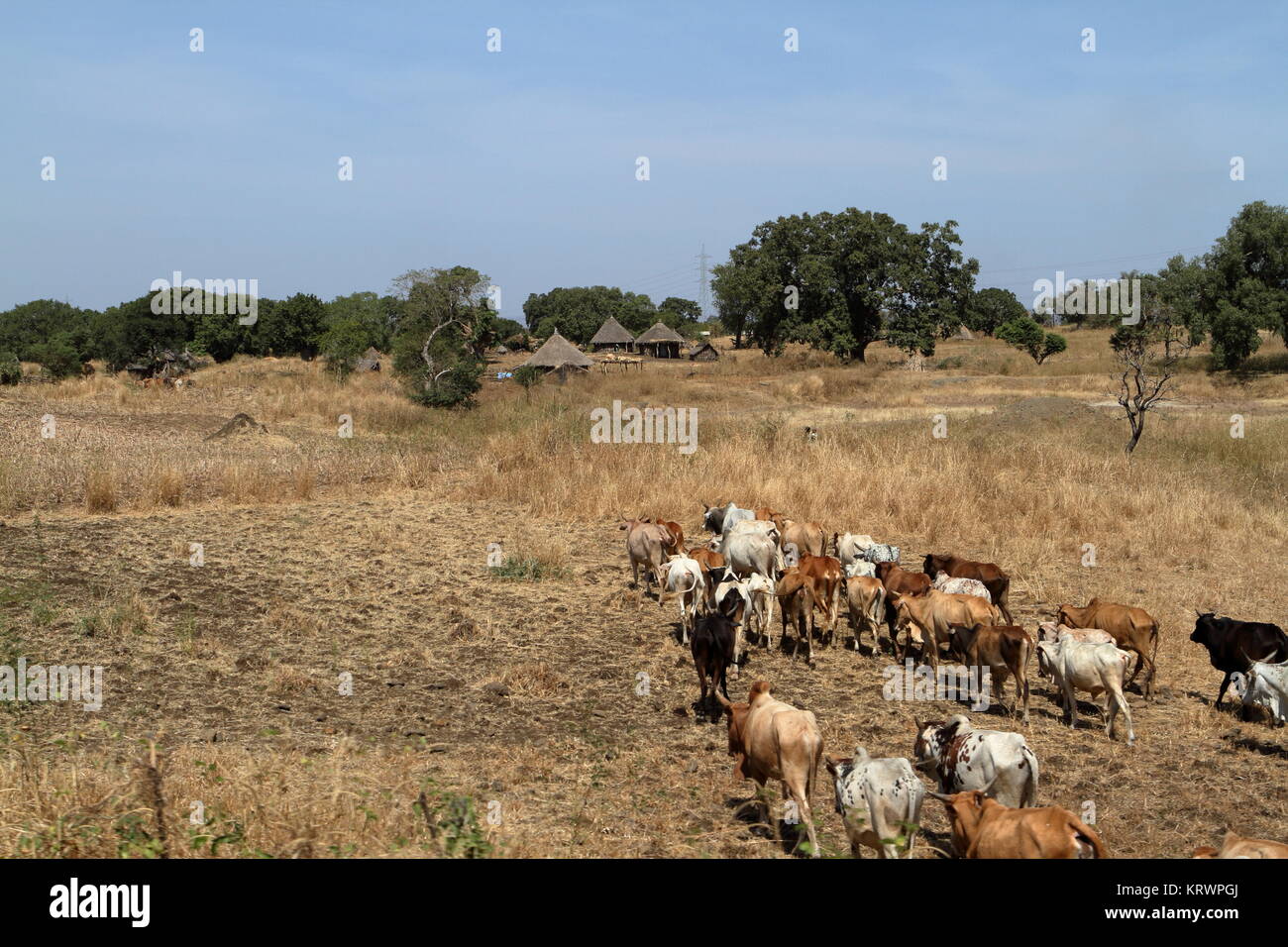 Poor pasture hi-res stock photography and images - Alamy