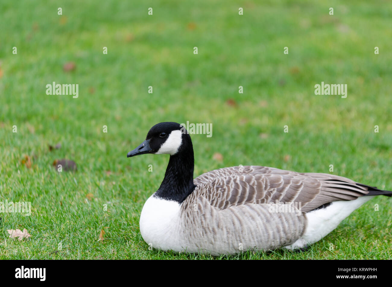 one lonely canada goose lay on the graas Stock Photo - Alamy