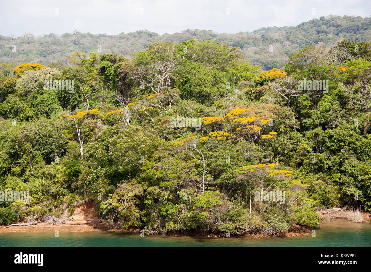 Panamian Jungle Shore Stock Photo - Alamy
