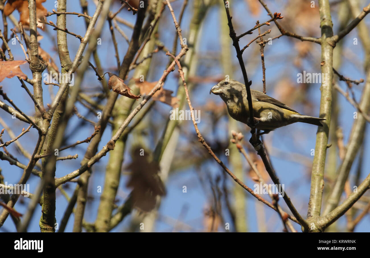 A rare female Parrot Crossbill (Loxia pytyopstittacus) perched on a ...