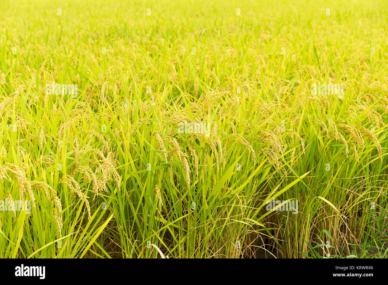 Paddy rice field Stock Photo - Alamy