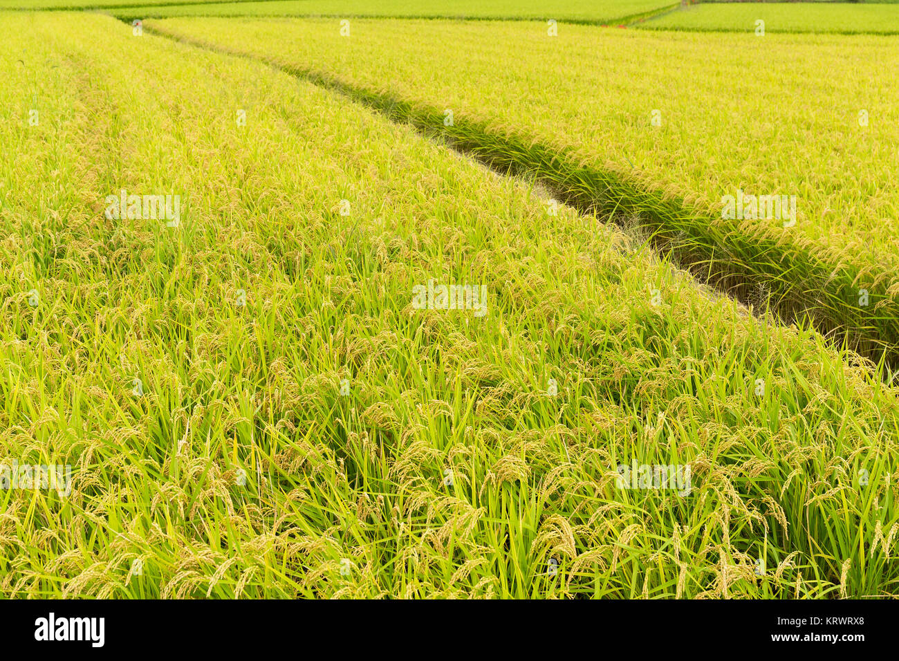 Paddy Rice field Stock Photo - Alamy