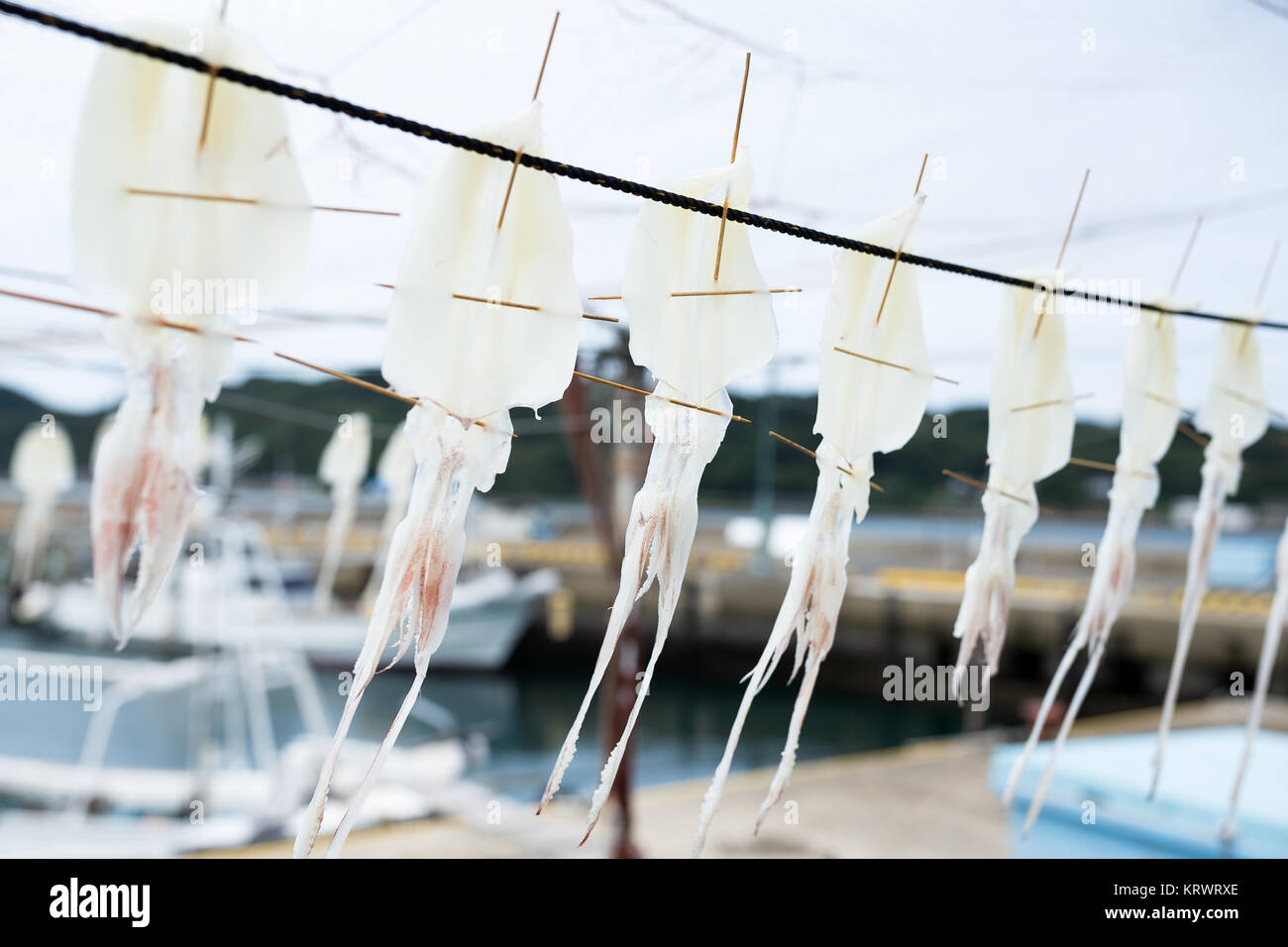 Squid for dry out Stock Photo - Alamy