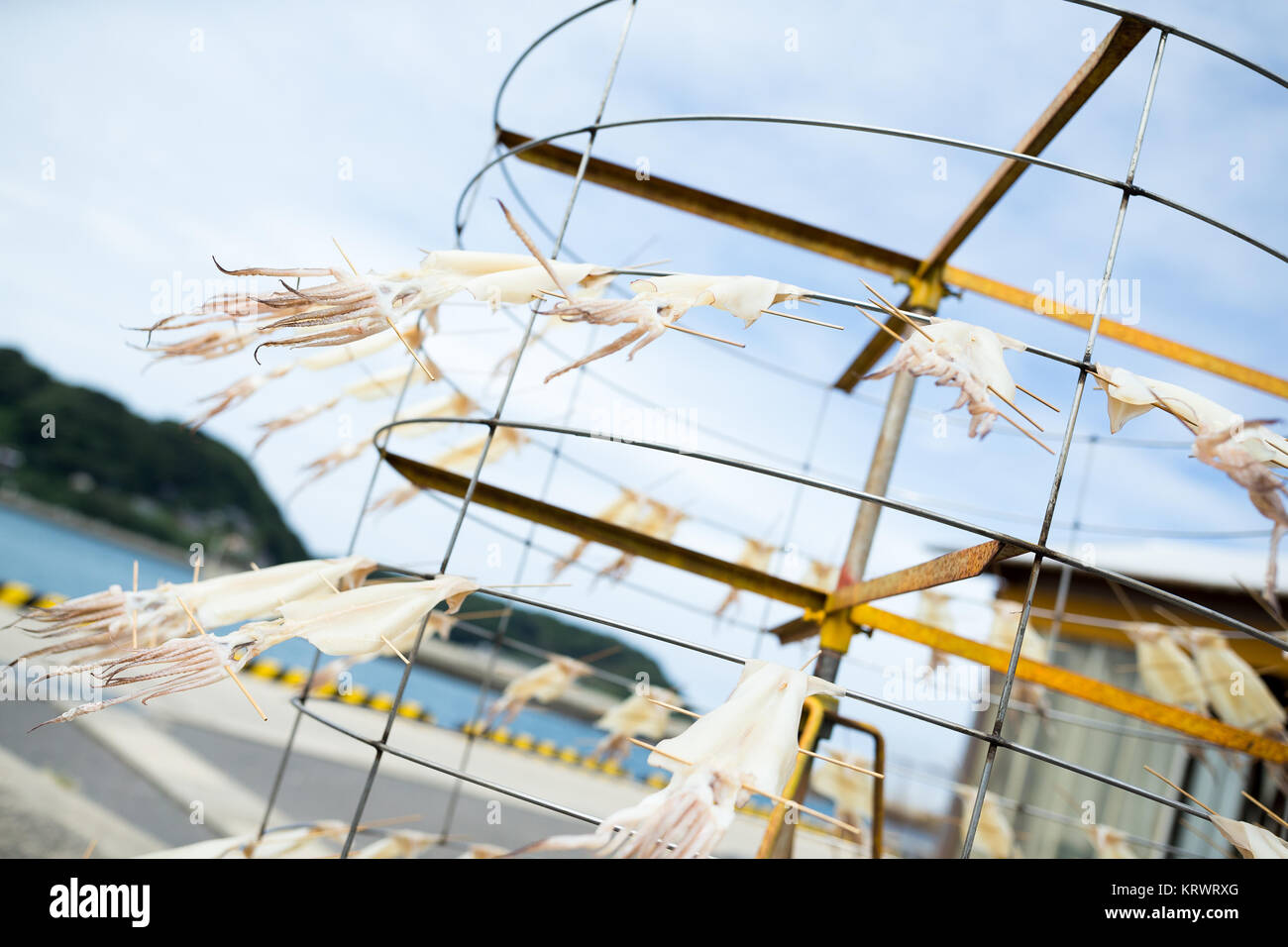 Drying squid on shore Stock Photo - Alamy