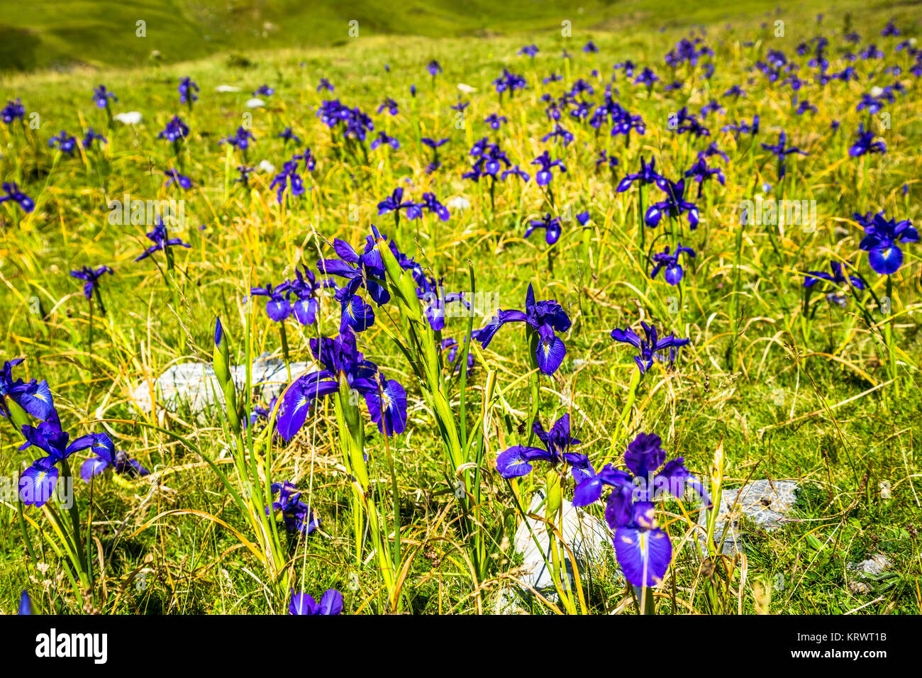 blue flowers field on a mount slope Stock Photo - Alamy