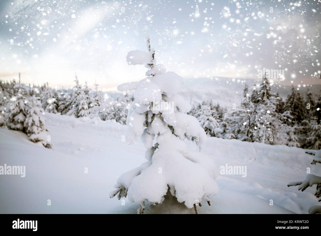 Christmas background with snowy fir trees Stock Photo - Alamy