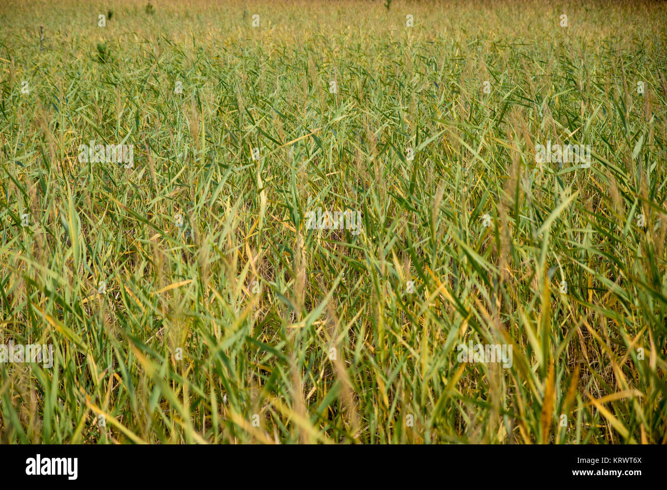 Perennial reed grasses hi-res stock photography and images - Alamy
