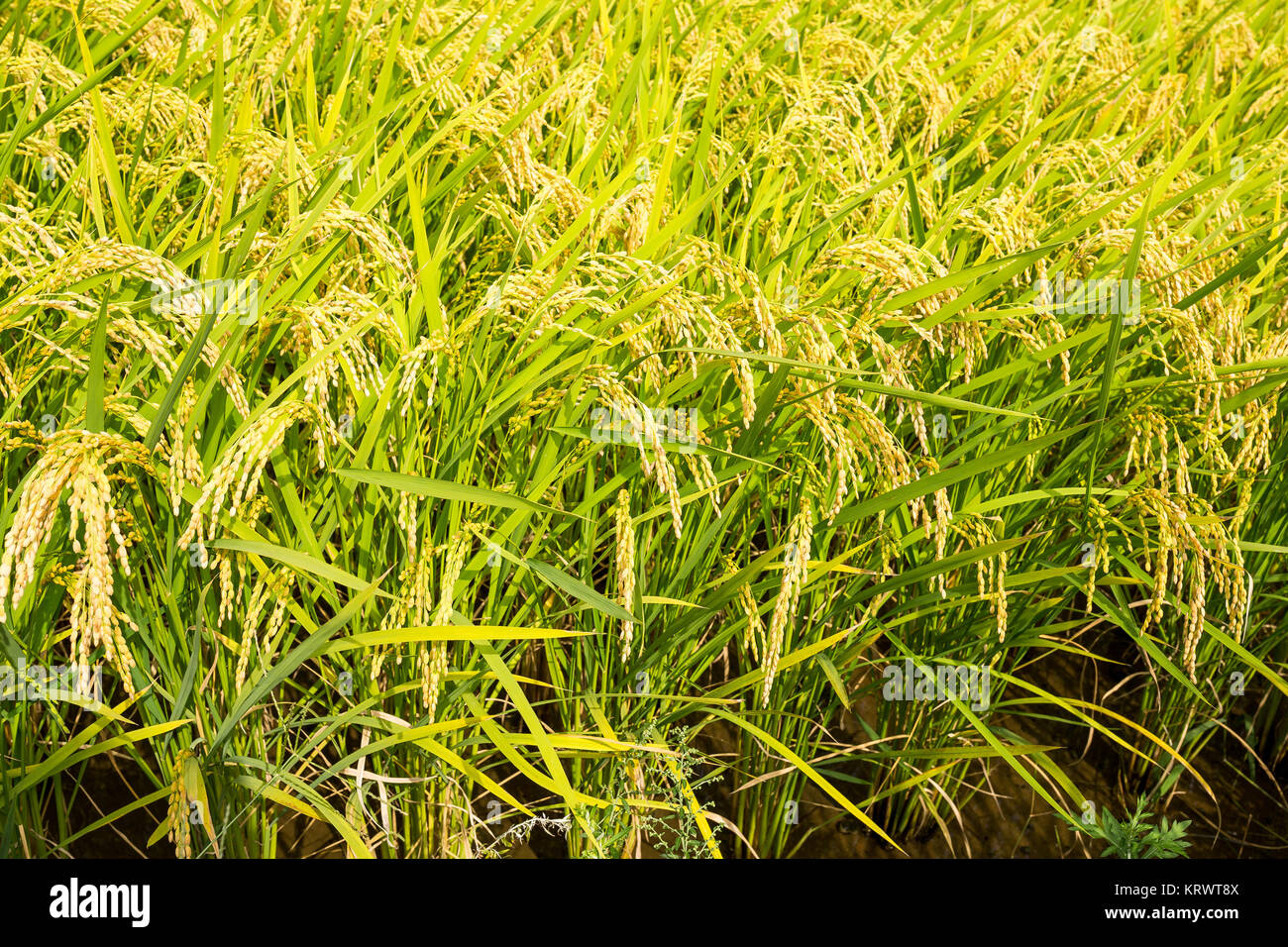 Green paddy Rice farm Stock Photo - Alamy