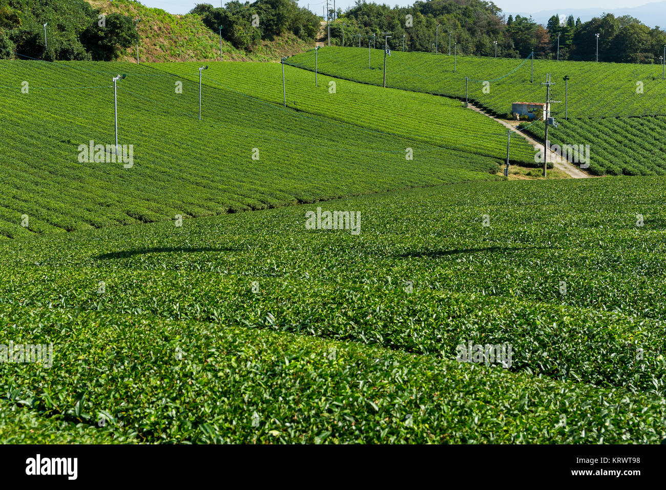 Kyoto green tea uji hi-res stock photography and images - Alamy