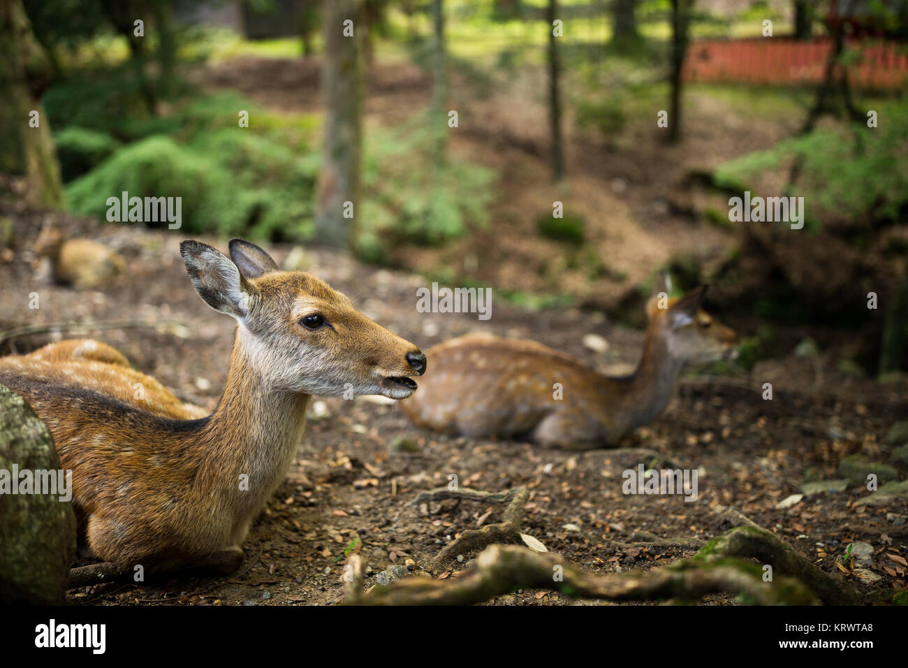 Deer sitting at park Stock Photo - Alamy