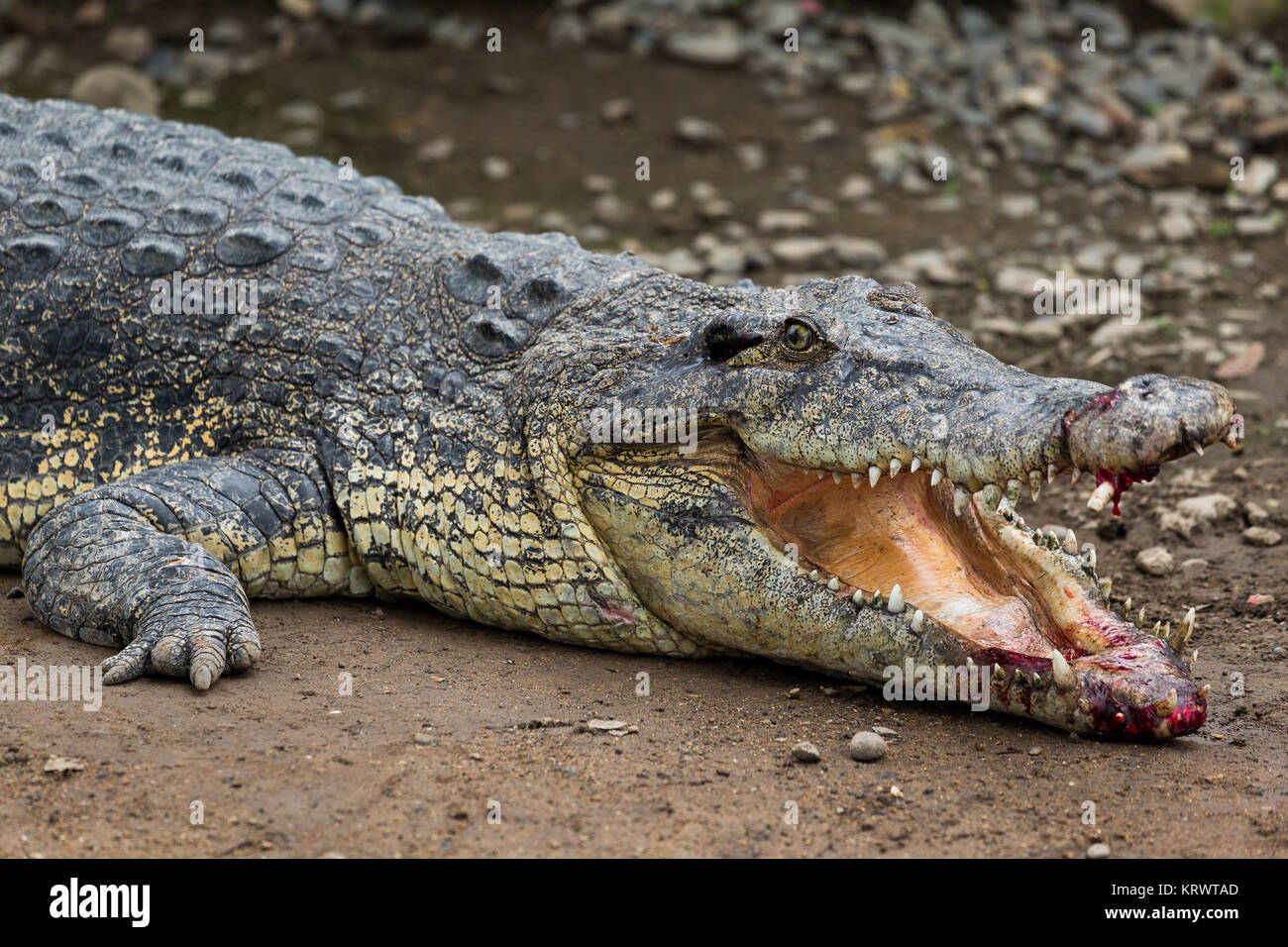Crocodile getting hurt Stock Photo - Alamy
