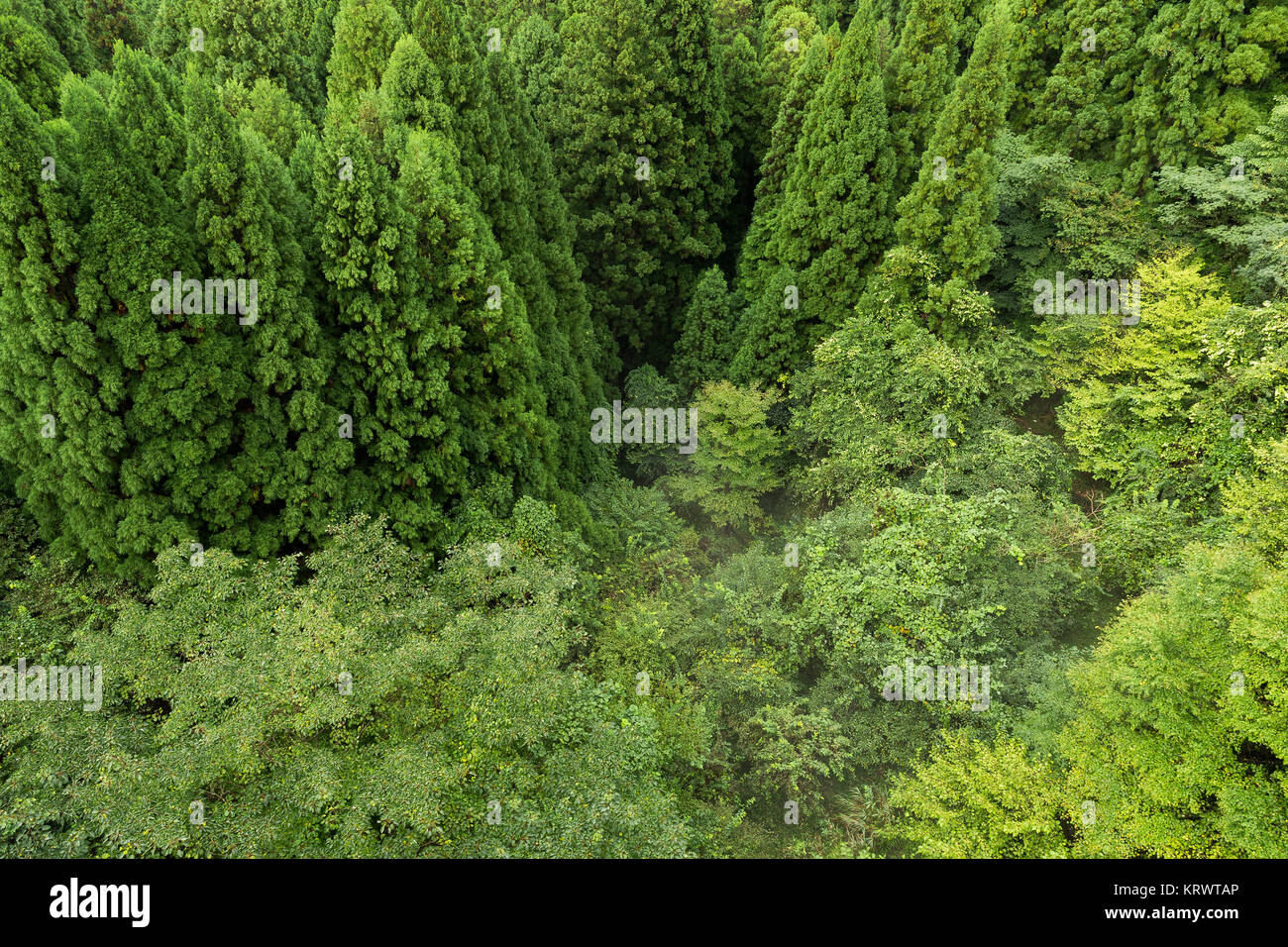 Top view of forest Stock Photo - Alamy