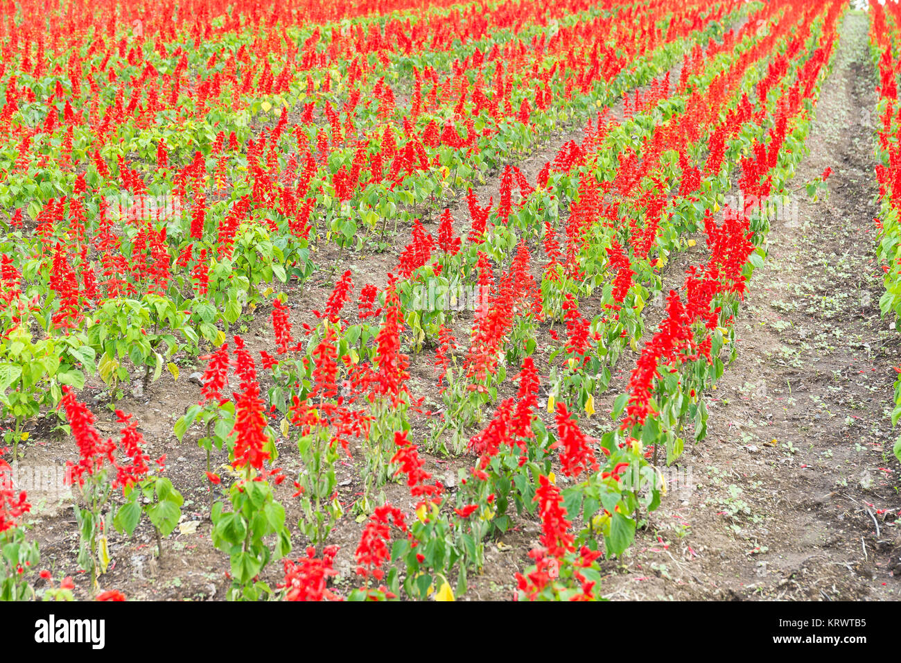Salvia field,Tottori hanakairo Flower park Stock Photo - Alamy