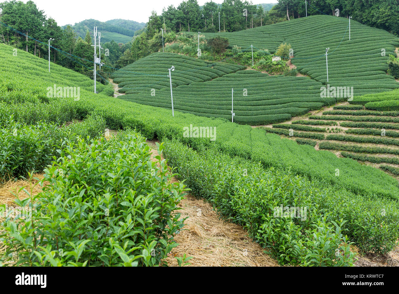 Tea plantation farm Stock Photo - Alamy